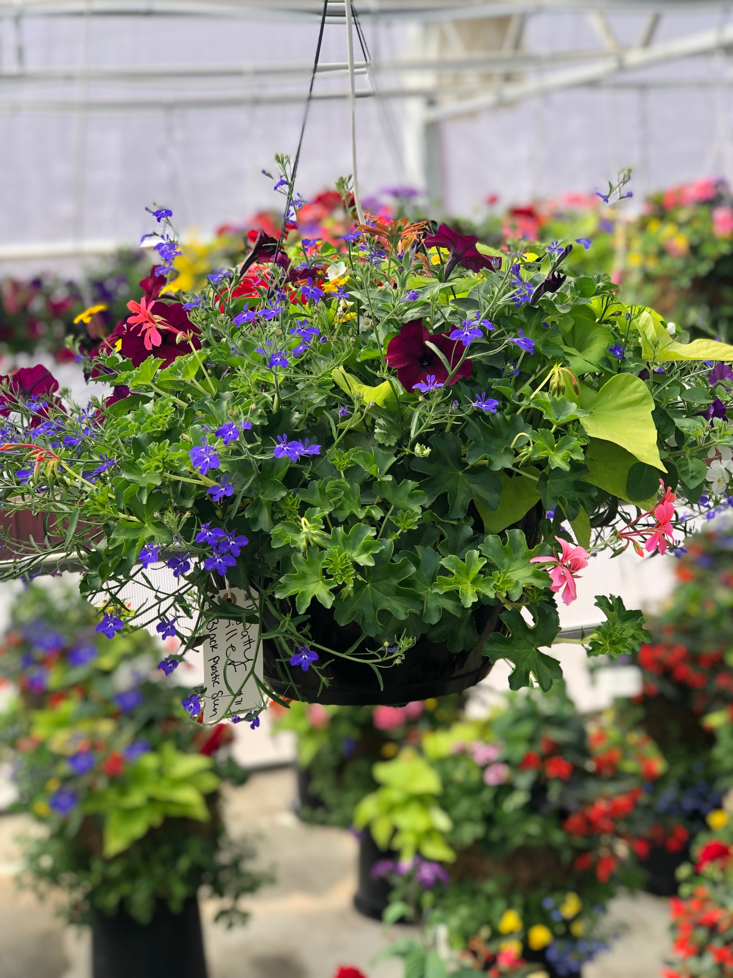 Plastic Combo Hanging Basket | Step By Step Family Support Center